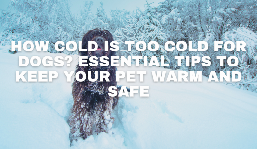 How Cold is Too Cold for Dogs? Essential Tips to Keep Your Pet Warm and ...